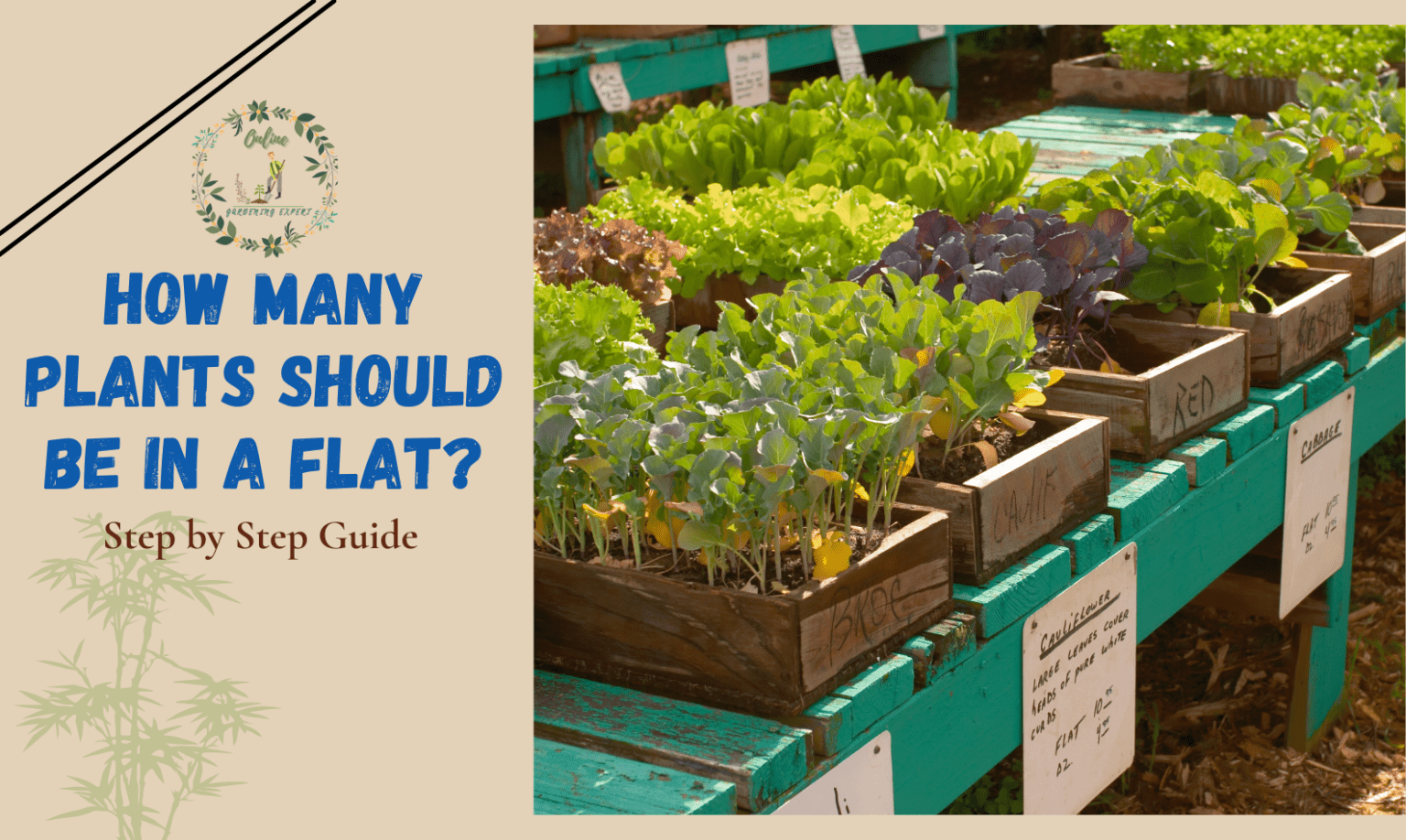 How Many Plants Should Be In A Flat? Step by Step Guide