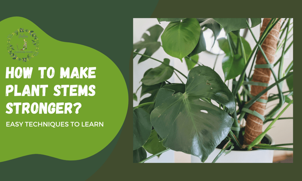 How To Make Plant Stems Stronger? Easy Techniques to Learn