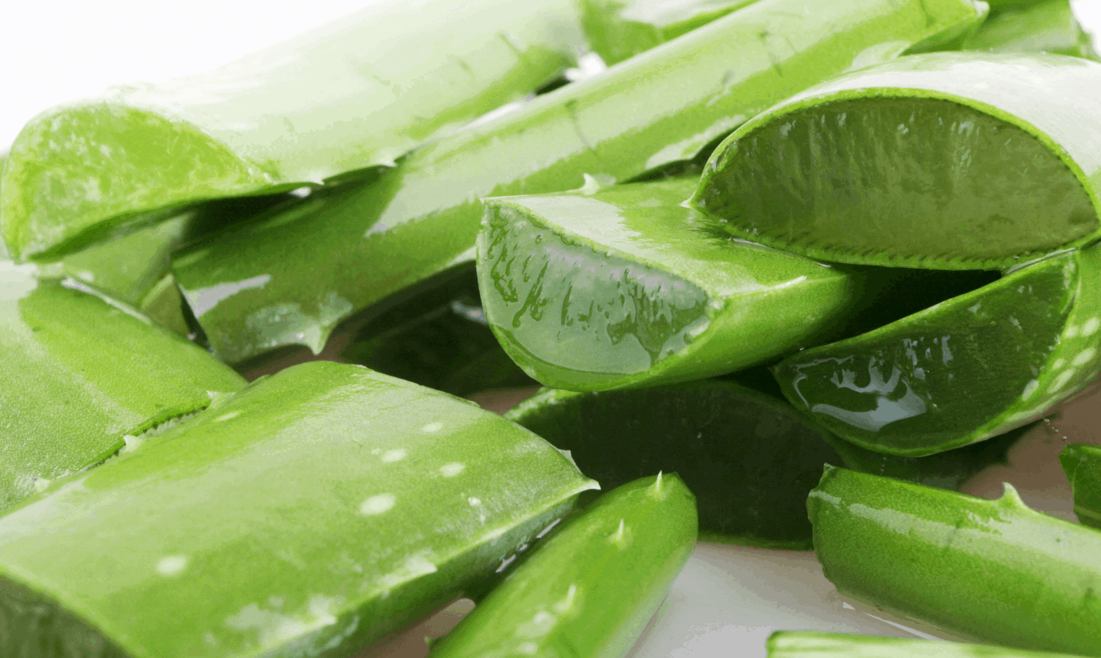 How to Propagate Aloe Vera? Step by Step Guide