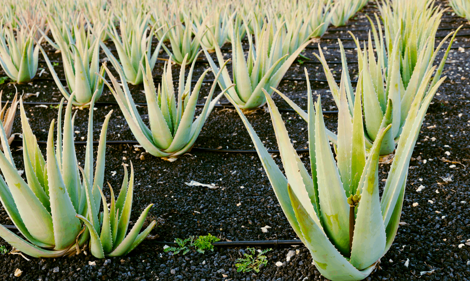 How to Propagate Aloe Vera? Step by Step Guide
