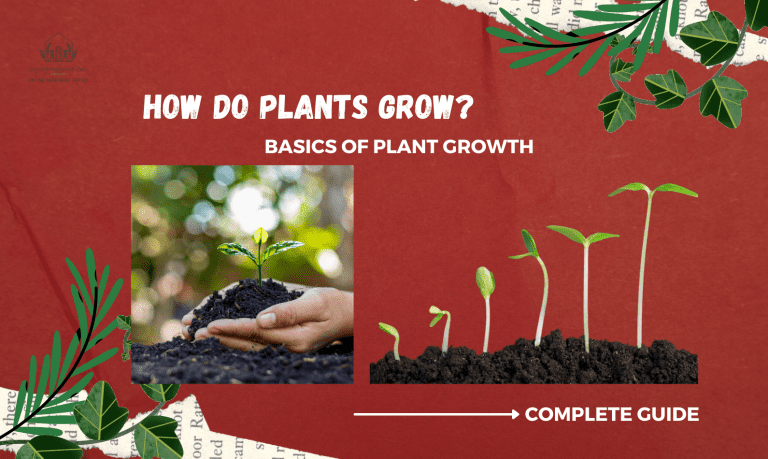 How do Plants Grow? Basics of Plant Growth (Complete Guide)