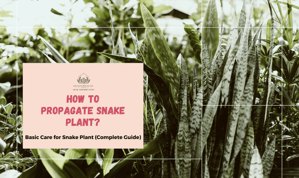 How to Propagate Snake Plant? Basic Care for Snake Plant