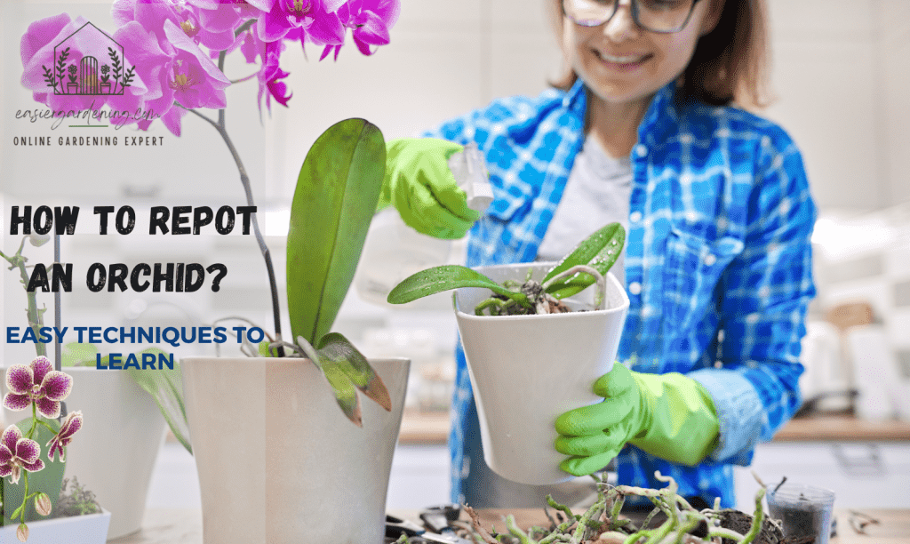 How to Repot an Orchid? Easy Techniques to Learn