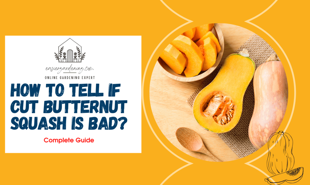 How to Tell If Cut Butternut Squash Is Bad? Shelf Life