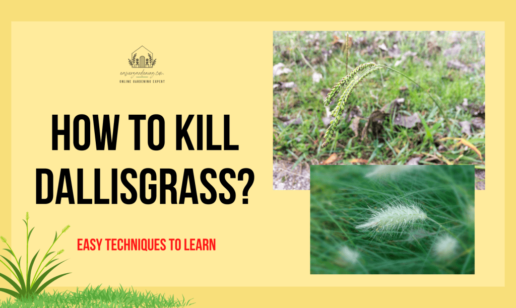 How to Kill Dallisgrass? Easy Techniques to Learn