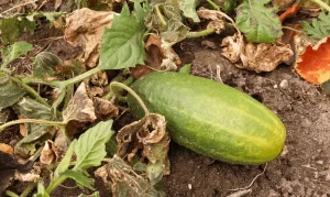 Why Are my Cucumber Plants Dying? Causes & Preventing Tips