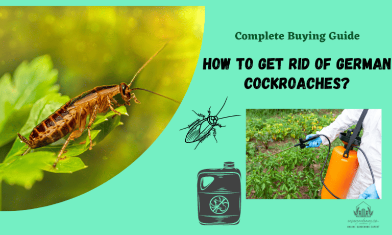 How to Get Rid of Roaches? Best Spray for German Roaches 2022