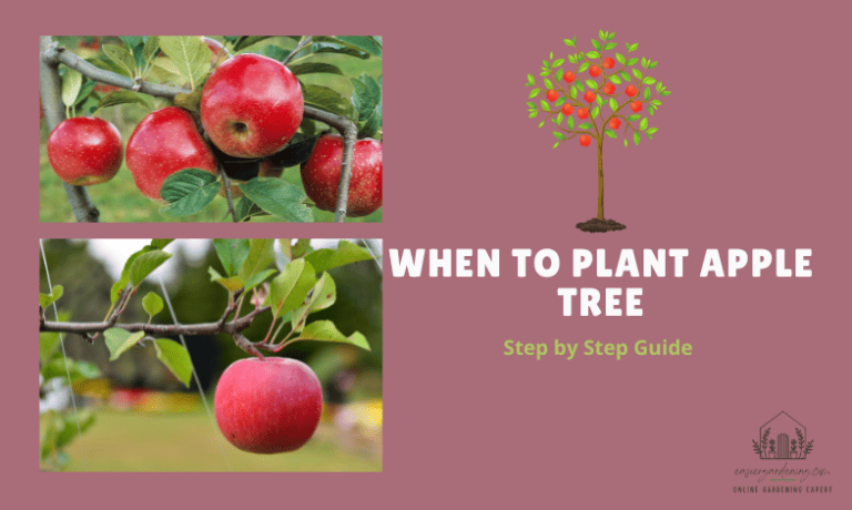 When to Plant Apple Tree: Step by Step Guide