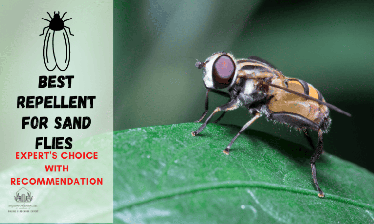 Best Repellent for Sand Flies 2023: Complete Buying Guide