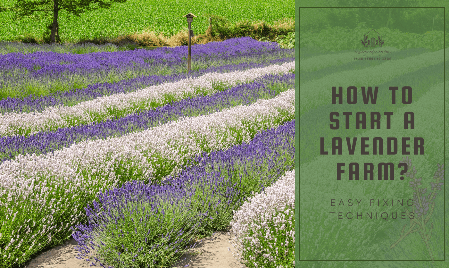 How To Start A Lavender Farm? Easy Techniques to Learn