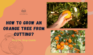 How to Grow an Orange Tree from Cutting? Step by Step Guide