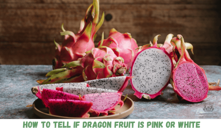 How To Tell If Dragon Fruit Is Pink or White? Easy Methods