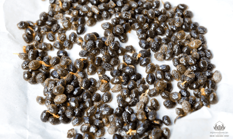 How to Identify Male and Female Papaya Seeds? Expert Guide